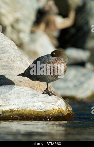 blue duck, Hymenolaimus malacorhynchos, resting on rock in river, New ...