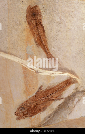 Two old fossils Stock Photo - Alamy
