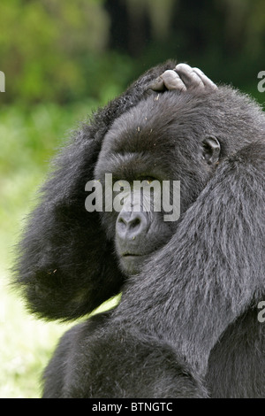 gorilla scratching head Stock Photo - Alamy