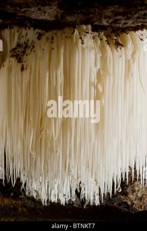 Bearded Tooth Fungus - Hericium erinaceus, rare Fungi growing on Beech ...
