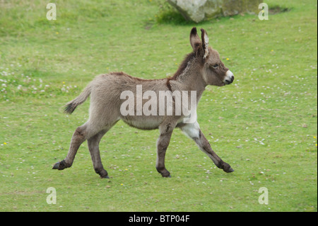 Donkey running in a meadow Stock Photo: 160320438 - Alamy