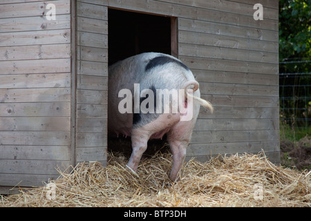 Large White Sow in free range ark Stock Photo - Alamy