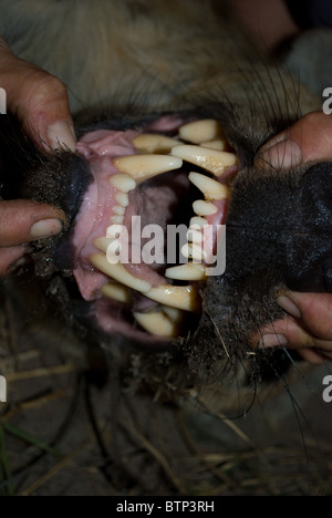 Teeth of Hyena Stock Photo - Alamy