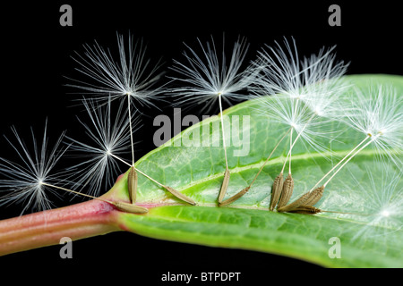 Dandelion flower. The life cycle of a dandelion. Stages of development ...