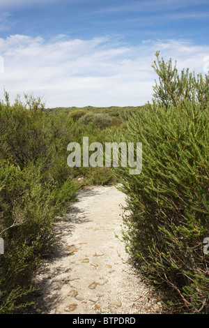Bush walking nature trail on North Head Manly, links Shelly beach to ...