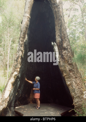 Giant Tingle Trees, WA Stock Photo - Alamy