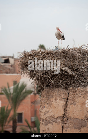 Storks nesting on El Badi Palace, Marrakech, Morocco, North Africa ...
