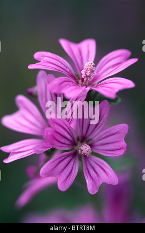 Malva sylvestris, common mallow Stock Photo - Alamy