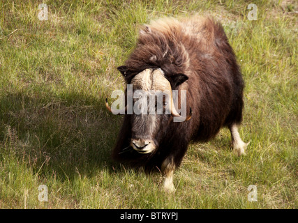 Close up of a male Musk Ox lying on snow, winter in Norway Stock Photo ...
