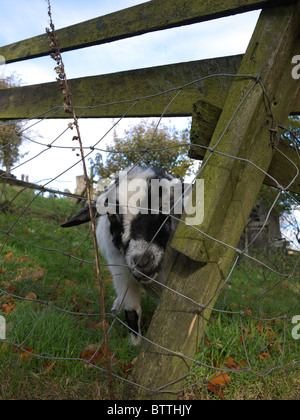 Goat in paddock Stock Photo - Alamy