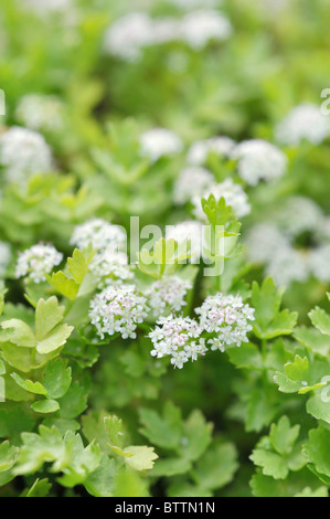 creeping marshwort (Apium repens Stock Photo - Alamy