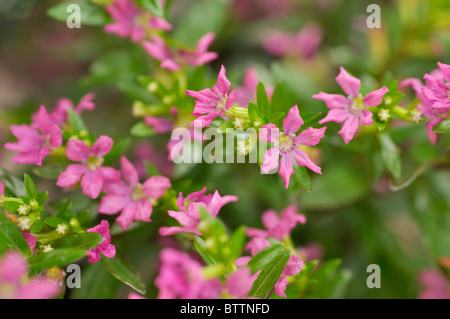 False heather (Cuphea hyssopifolia Stock Photo - Alamy