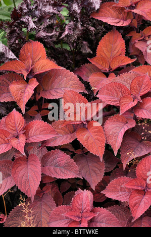 Coleus ,Solenostemon scutellarioides Sedona, Coleus blumei Sedona Stock ...
