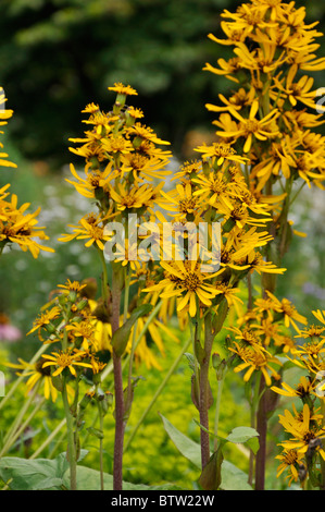 Ligularia, Leopard Plant, Yellow, Flower, Close up, Bloom, Detail, July ...
