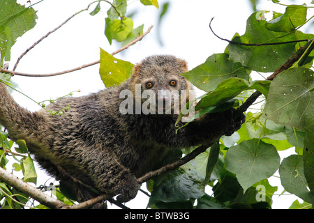 Sulawesi bear cuscus (Ailurops ursinus) Sulawesi, Indonesia. Vulnerable ...