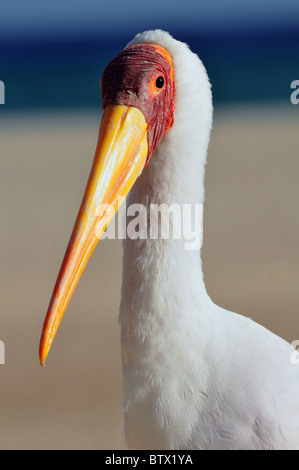close up of a yellow billed stork, a large bird native to Africa seen ...