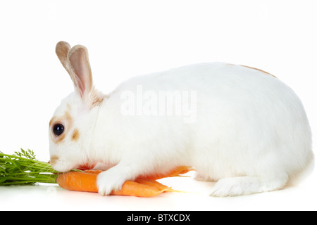 Image of cautious rabbit with juicy carrots sitting in isolation Stock ...