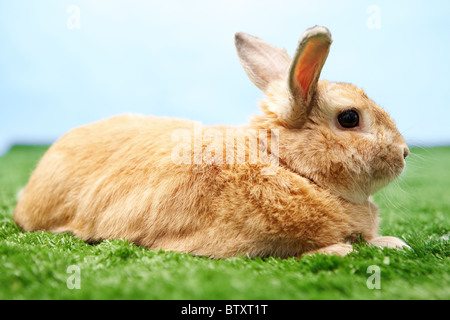 Image of cautious rabbit on green grass against blue sky Stock Photo ...