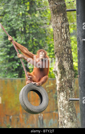Ape picture of a Orang Utan swinging on a tire swing with one arm ...