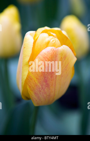 Golden Parade tulips in the Keukenhof at Lisse the Netherland. Type of ...