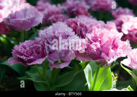 Tulip 'Match' in bloom in a garden Stock Photo - Alamy