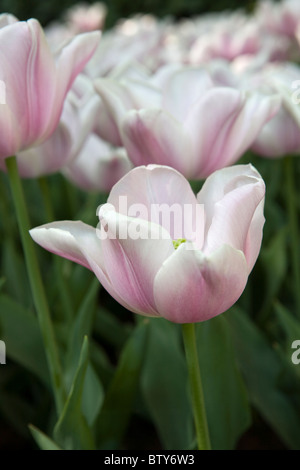 Triumph Tulip 'Gabriella', Triumph Tulip Stock Photo - Alamy