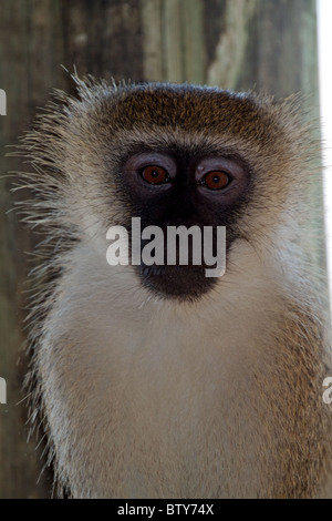 Vervet Monkey Face, Tanzania Stock Photo - Alamy