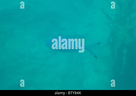 Underwater Swim Sink Fish Hurghada Egypt Africa Coral Reef "Coral Reef ...