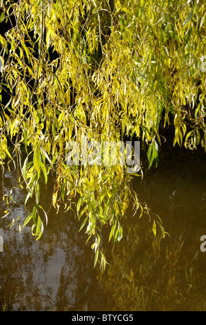 Weeping willow (Salix x sepulcralis Stock Photo - Alamy