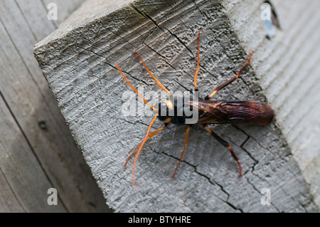 Wood wasp or horntail Uroceras gigas larva in rotted timber Stock Photo ...