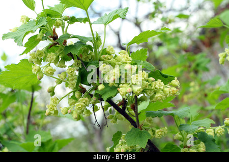 Blossoming black currant. Close-up of a bush, flowers, leaves of ...