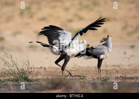 Secretary bird (Sagittarius serpentarius) drinking from a watering hole ...