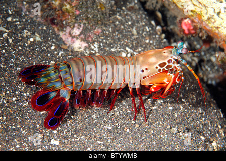 Peacock-, harlequin-, painted- or clown mantis shrimp, Odontodactylus ...