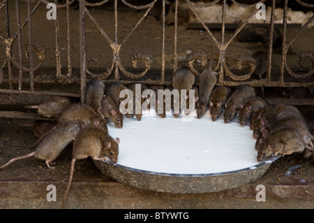 Rats drinking milk in Hindu temple Karni Mata Mandir Stock Photo - Alamy