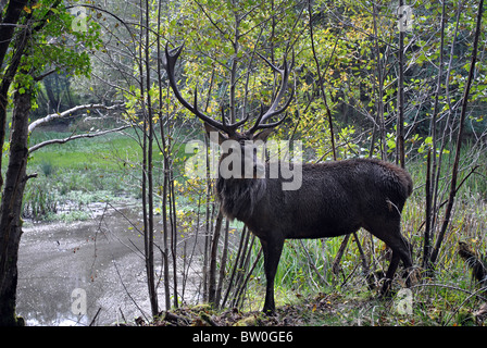 A Portrait of A Native Irish Red Deer Stag in the Kerry Mountains ...
