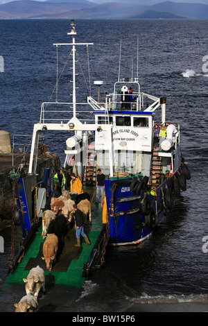 Cattle being loaded on to a livestock lorry Stock Photo - Alamy