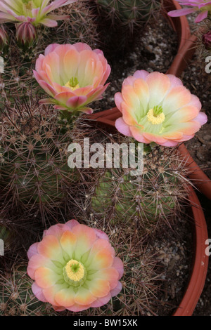 Lloyd's Hedgehog Cactus (Echinocereus x roetteri), natural hybrid ...