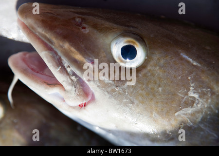 Freshly line-caught cod fish pre gutting Ballstad fishing village on ...
