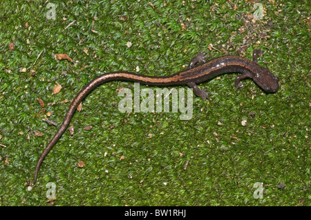 golden-striped salamander, gold-striped salamander (Chioglossa ...