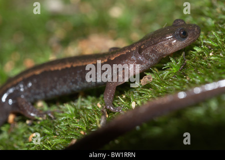 Gold-striped salamander (Chioglossa lusitanica), on mossy stone, Spain ...