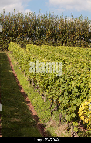 Manstree vineyard Shillingford St George Exeter Devon Uk green grapes ...