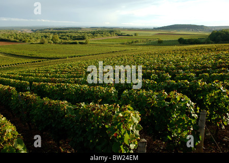 Burgundy Vineyards near Nuit Saint George France Stock Photo - Alamy
