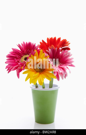 fresh gerbera in cup Stock Photo - Alamy
