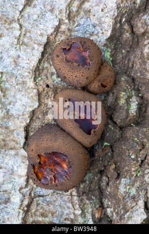 Black Bulgar, bulgaria inquinans Stock Photo - Alamy