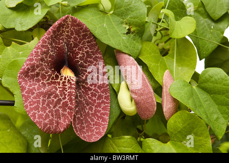 Dutchman's Pipe flower and pod Stock Photo - Alamy