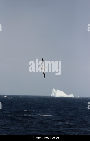 wandering albatross in profile flying over sea Stock Photo - Alamy