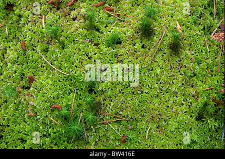 Sphagnum Moss on a peat bog Stock Photo - Alamy