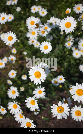 oxeye daisy is a common European plant here flowering on the Norwegian ...