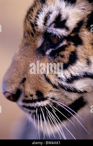 Side view of captive tiger cub head and shoulder Stock Photo - Alamy