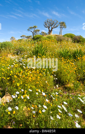 Ramskop Wildflower Garden Namaqualand Northern Cape South Africa Stock ...